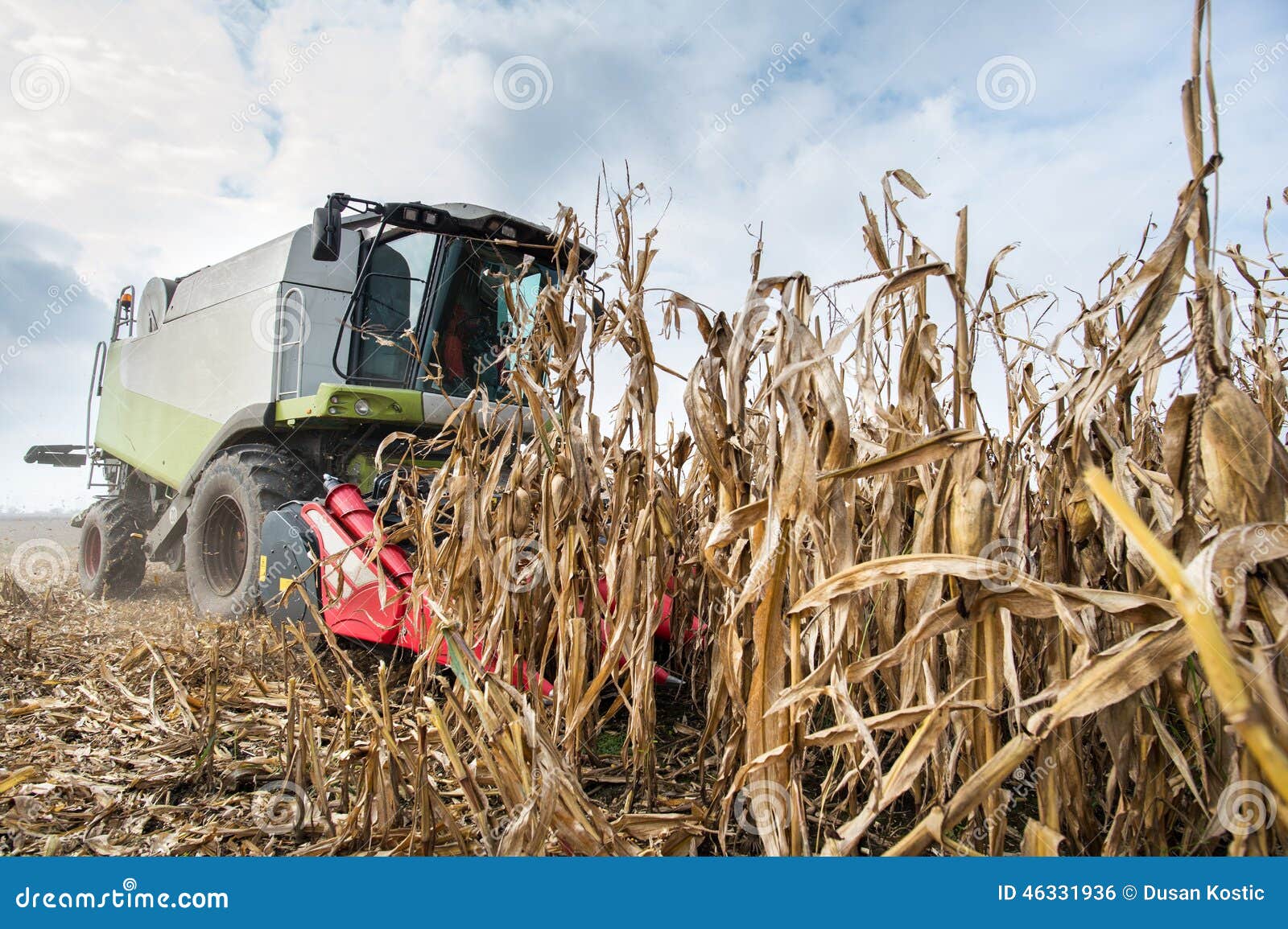 Harvesting of corn stock photo. Image of landscaped, plant - 46331936