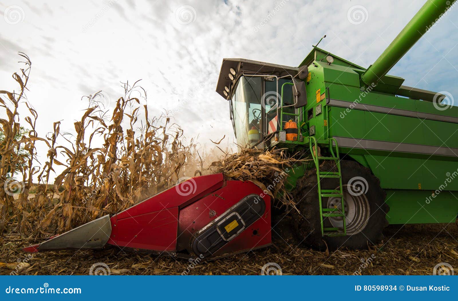 Harvesting of Corn Field with Combine Stock Photo - Image of farming ...