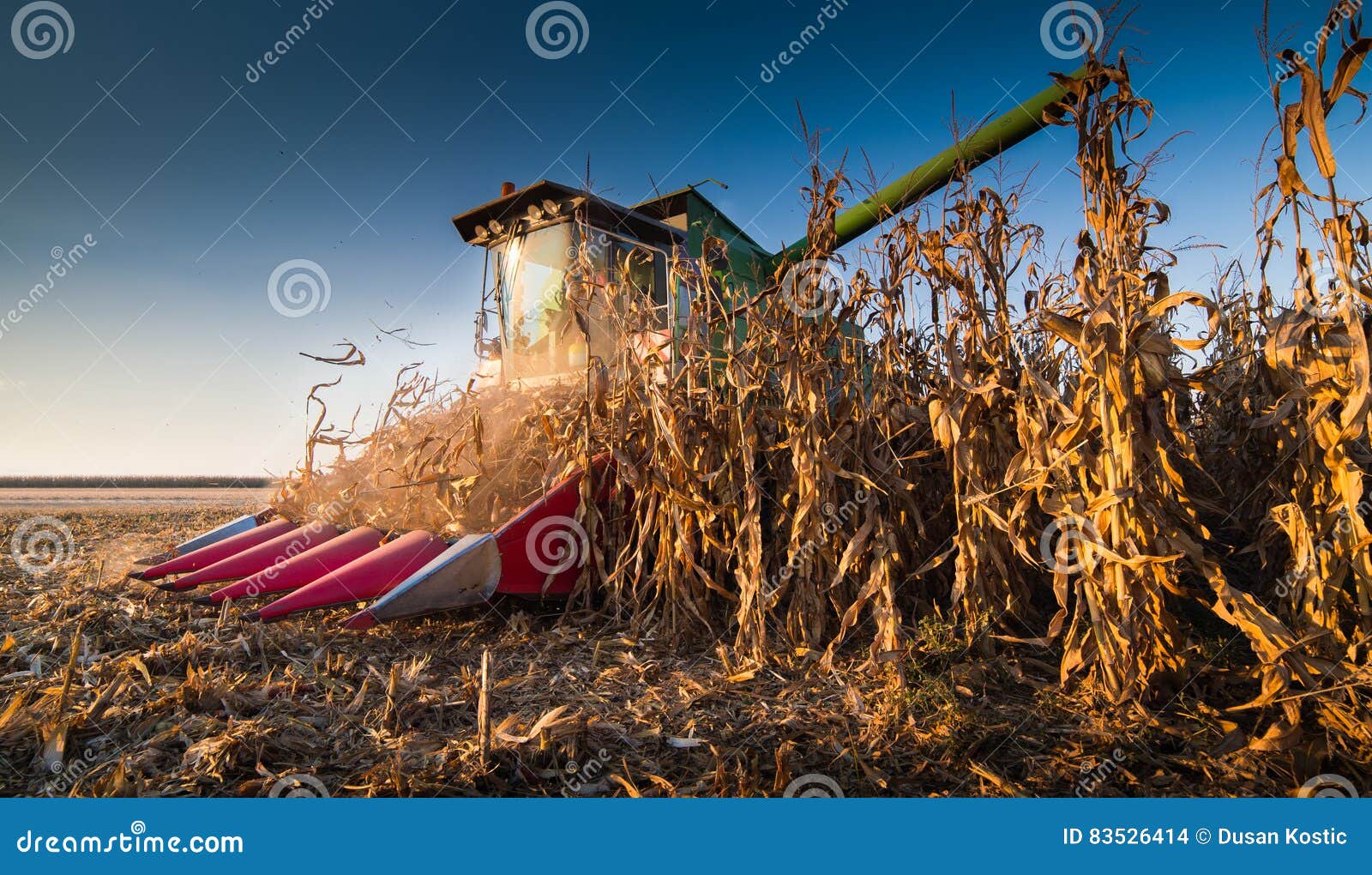 Harvesting of Corn Field with Combine Stock Photo - Image of sunlight ...