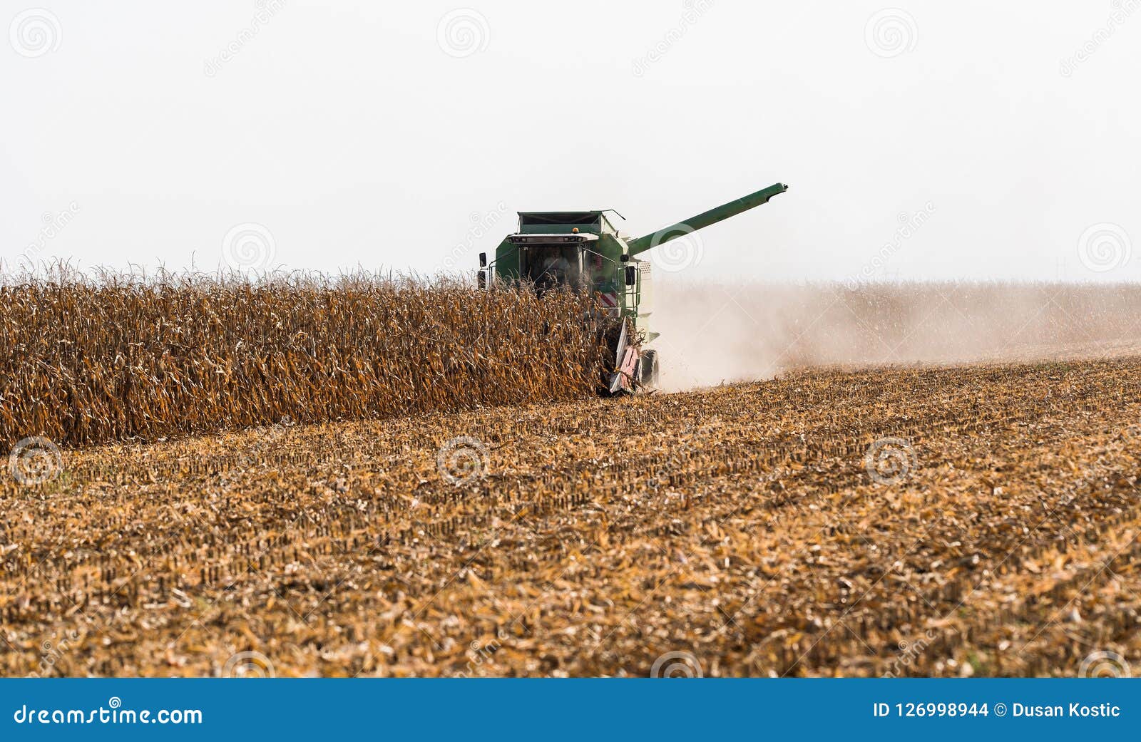 Harvesting of Corn Field with Combine Stock Photo - Image of dust ...