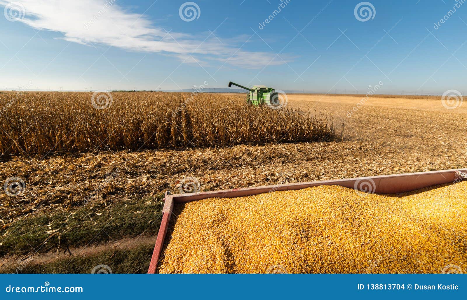 Harvesting of Corn Field with Combine Stock Photo - Image of nature ...