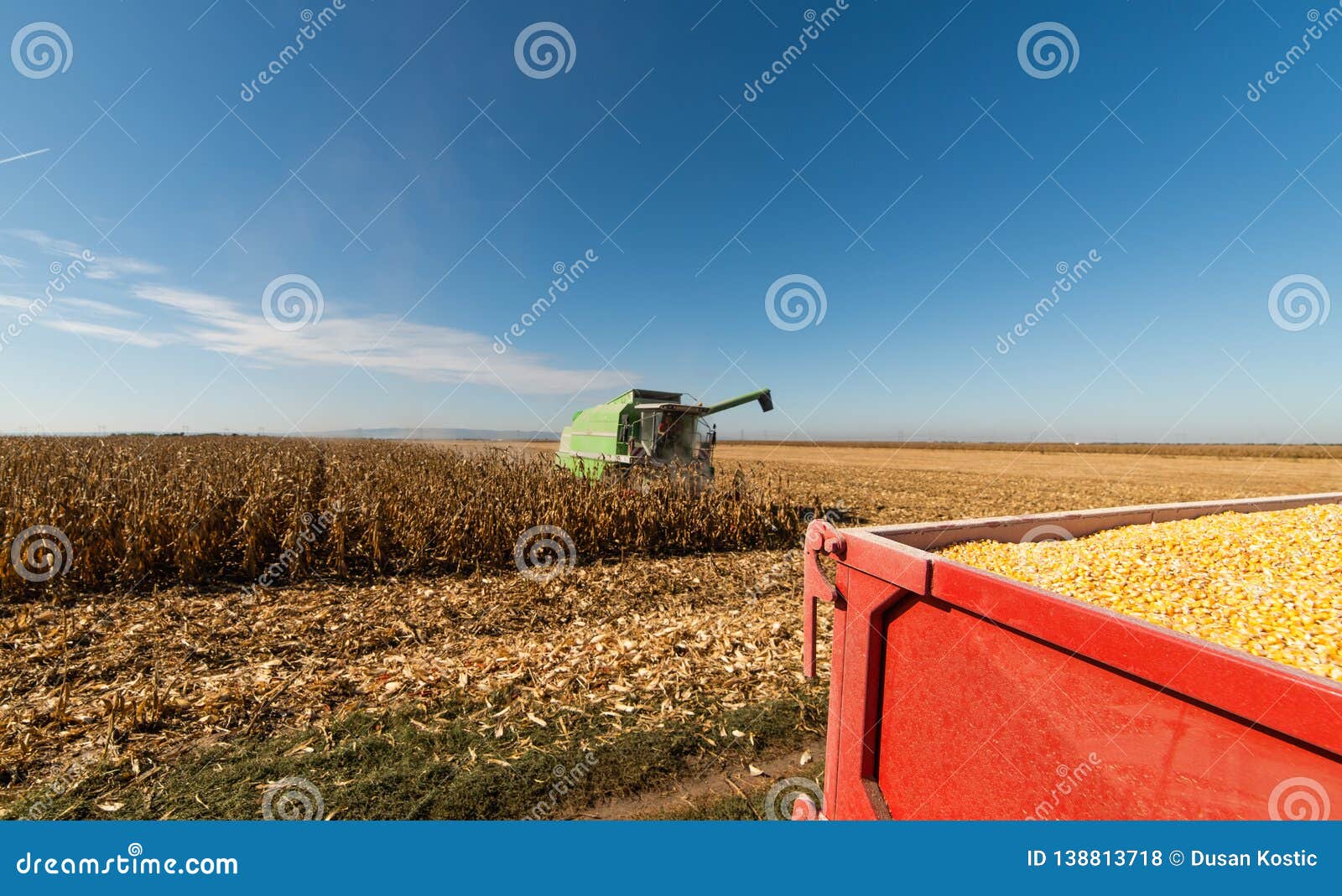 Harvesting of Corn Field with Combine Stock Photo - Image of nature ...