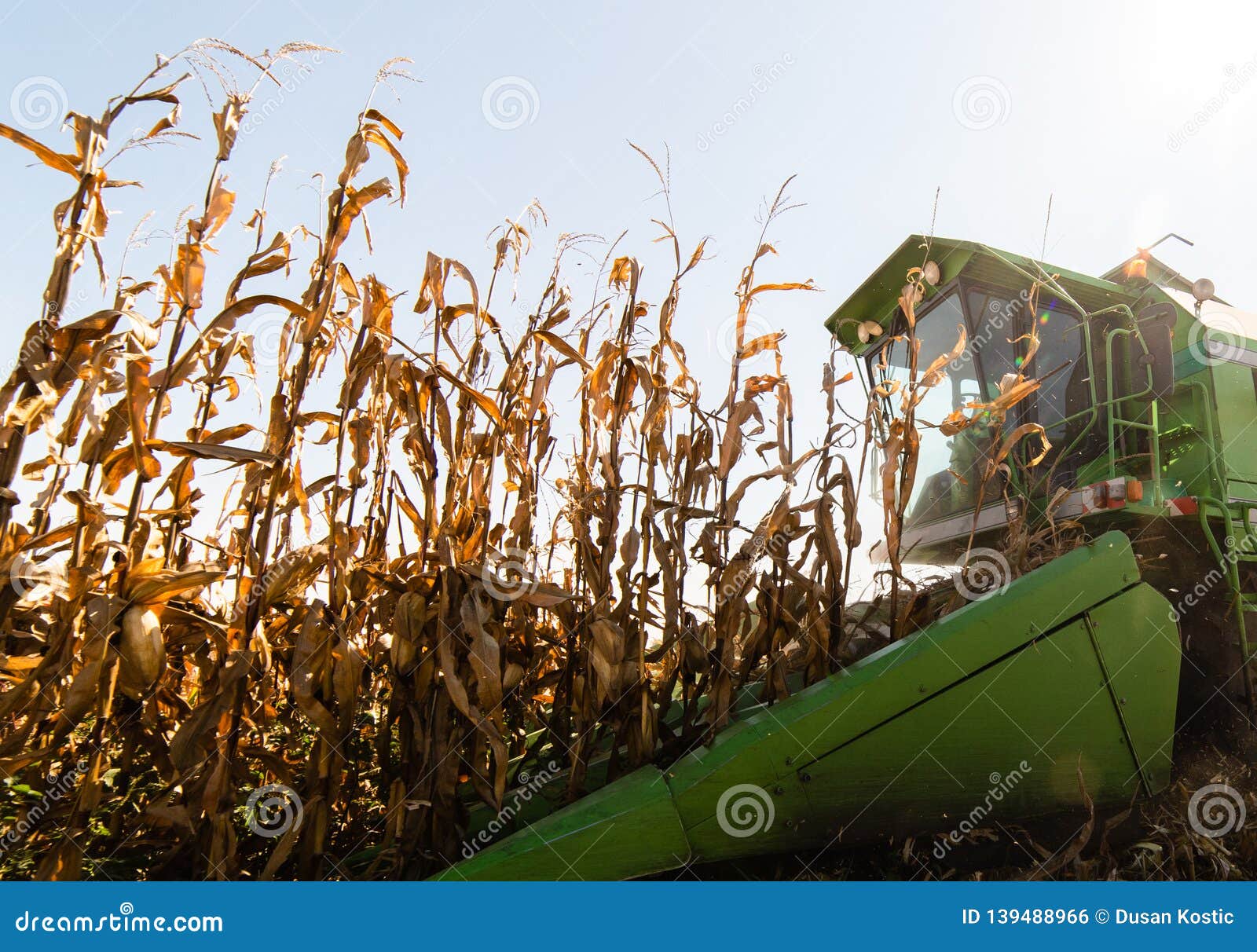 Harvesting of Corn Field with Combine Stock Photo - Image of grain ...