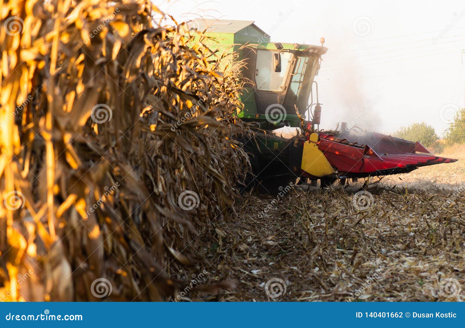 Harvesting of Corn Field with Combine Stock Photo - Image of harvesting ...
