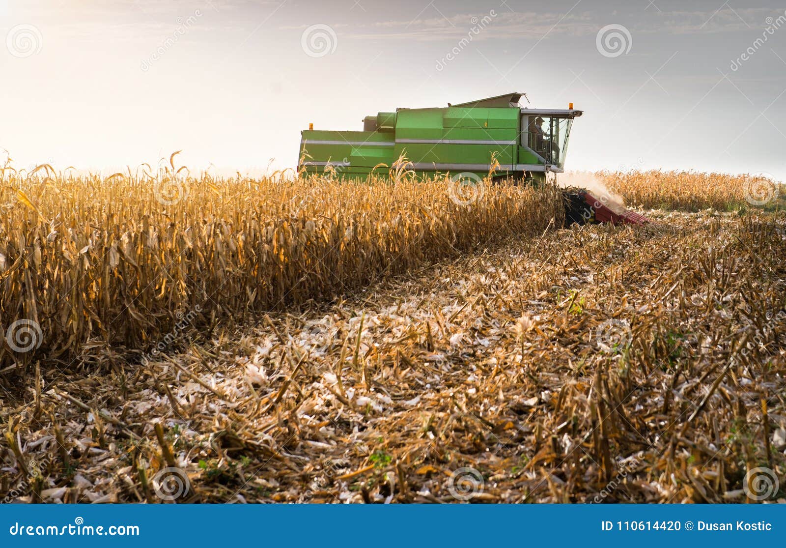 Harvesting of Corn Field with Combine Stock Photo - Image of nature ...