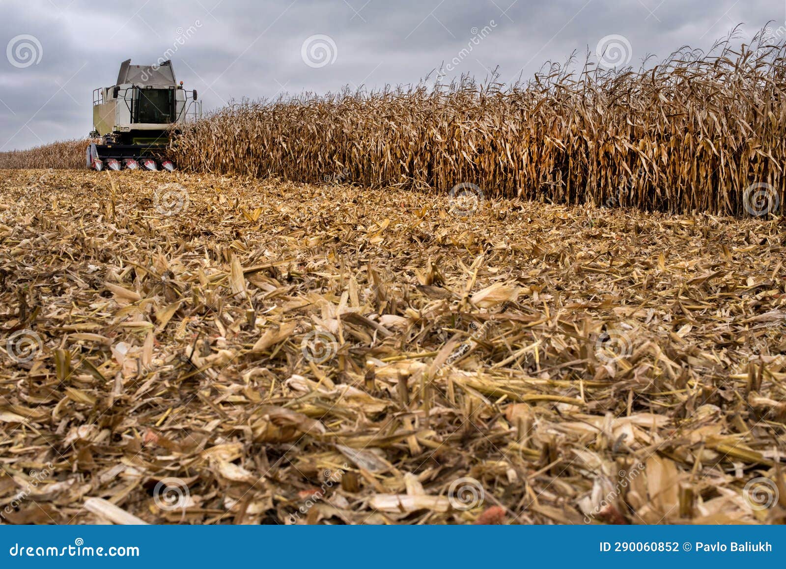 Harvesting Corn in the Field, Harvester and Corn Husks in the ...
