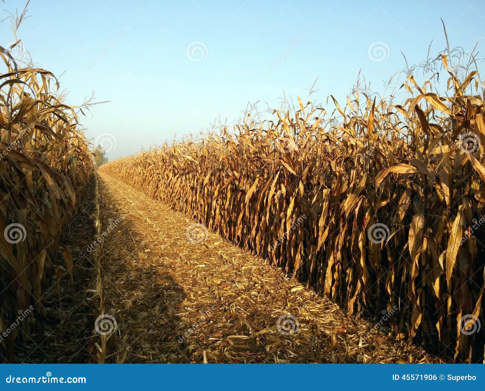 Harvesting Corn Fields Autumn Countryside Stock Photo - Image of ...