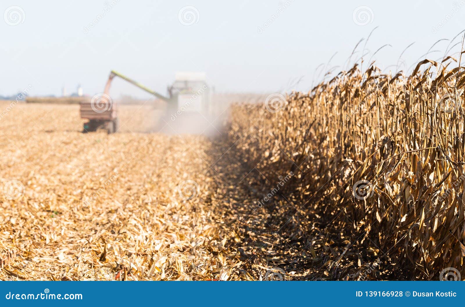 Harvesting of Corn Field with Combine Stock Photo - Image of gold ...
