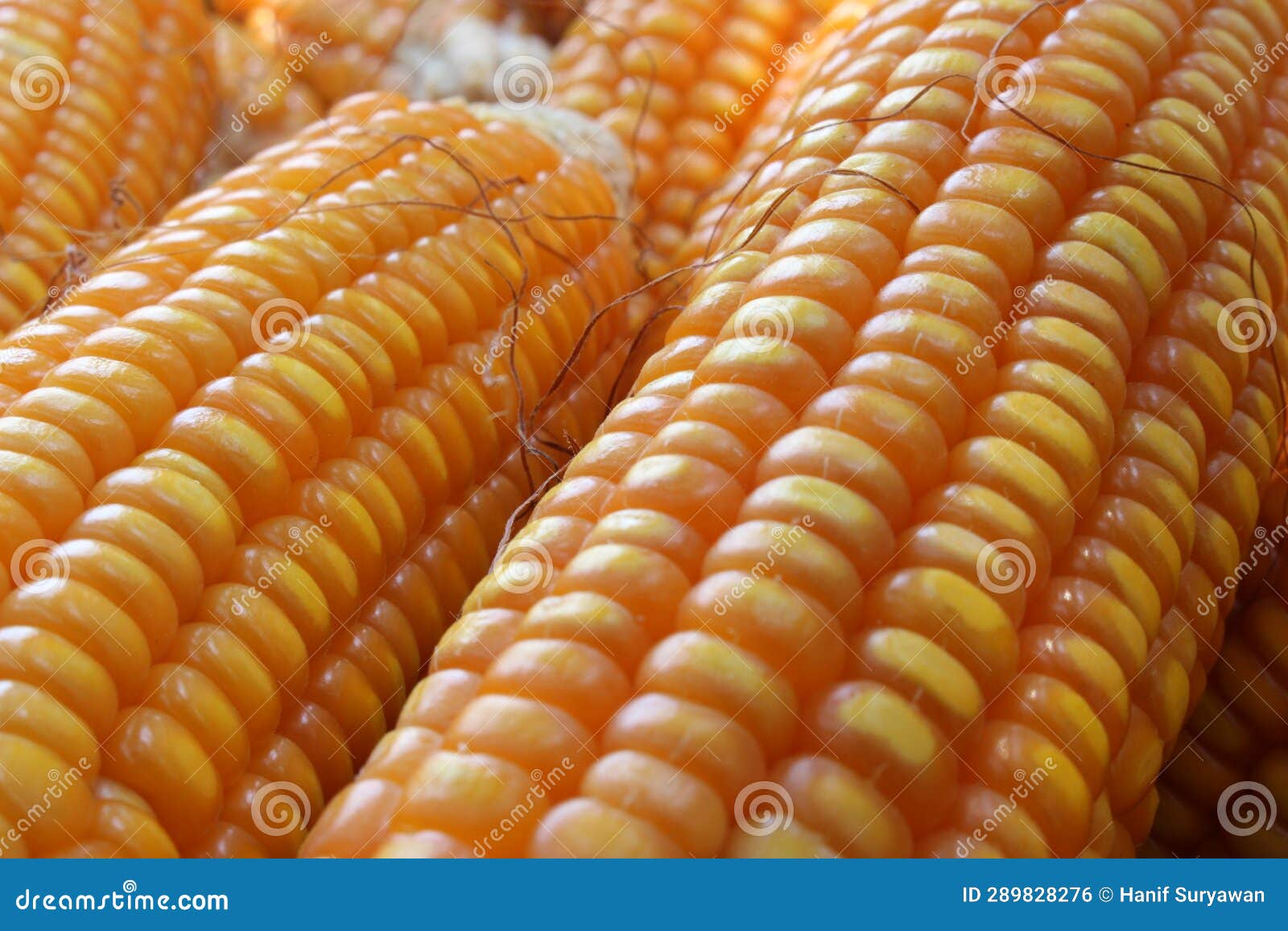 Harvesting Corn in the Green Field Vegetable Background Fruit Farmer ...