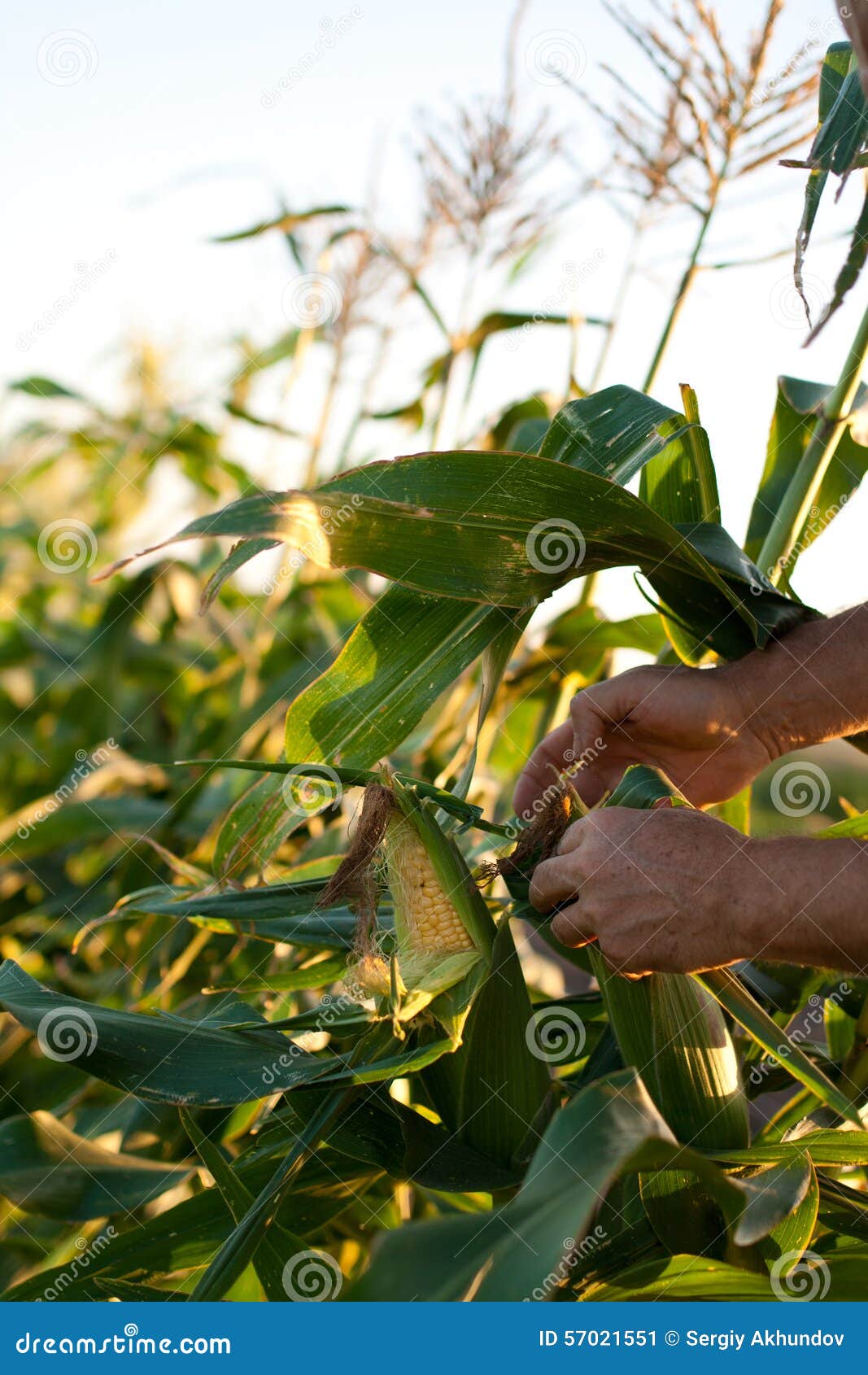 Harvesting corn stock image. Image of eating, food, yellow - 57021551