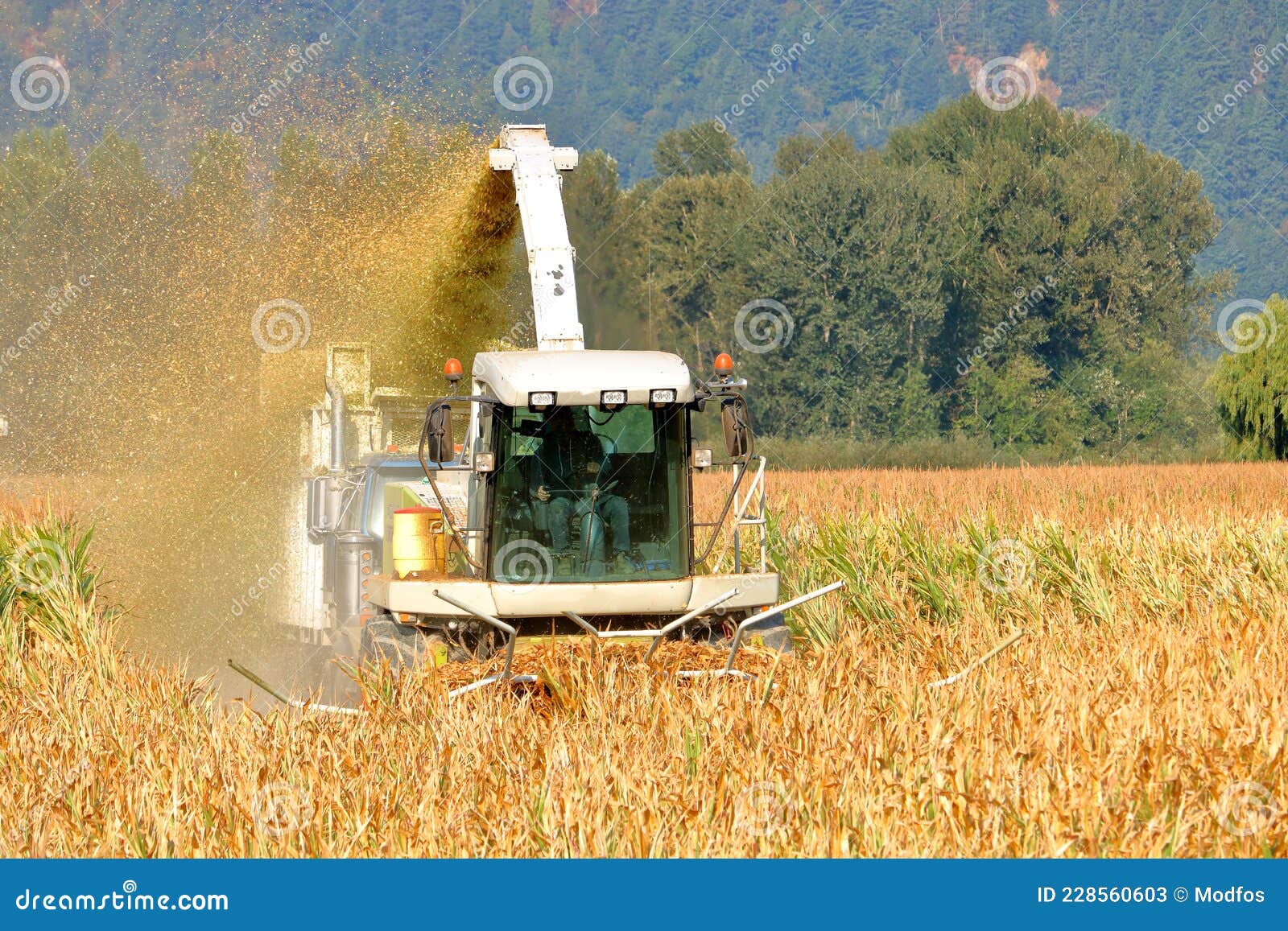 Harvesting Corn Mulch And Livestock Feed Stock Image - Image of full ...