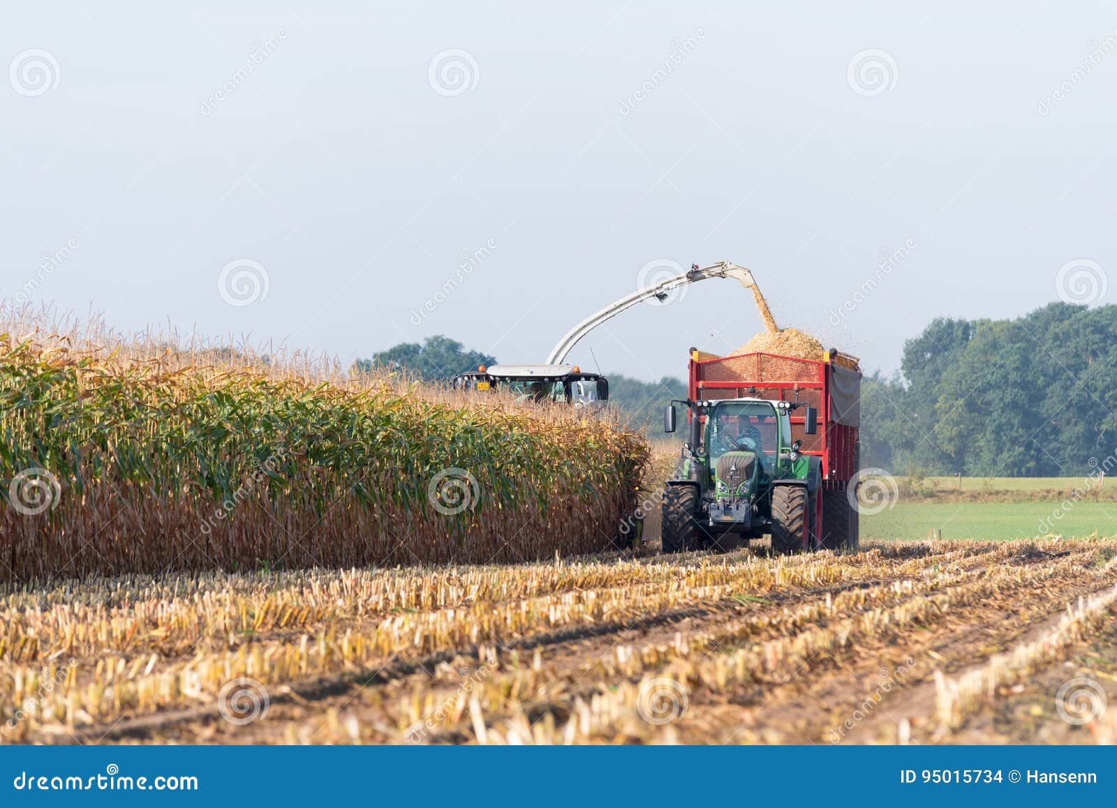 Harvesting Corn in the Netherlands Editorial Stock Image - Image of ...