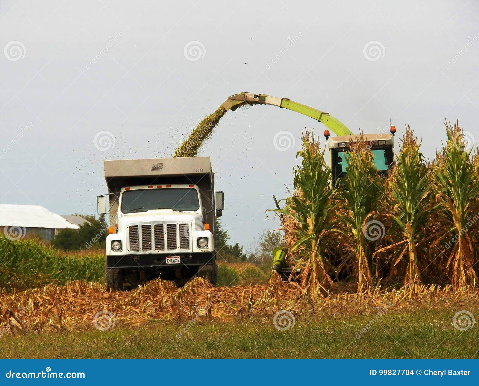 Harvesting Corn editorial stock image. Image of farmers - 99827704