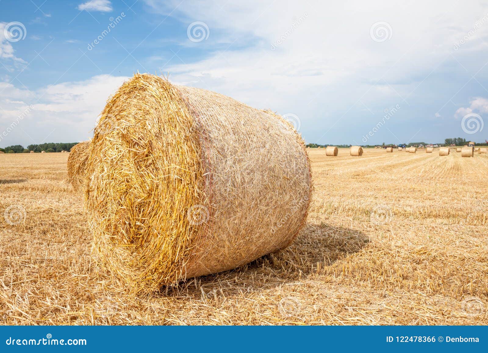 An hay bale stock photo. Image of food, harvest, bales - 122478366