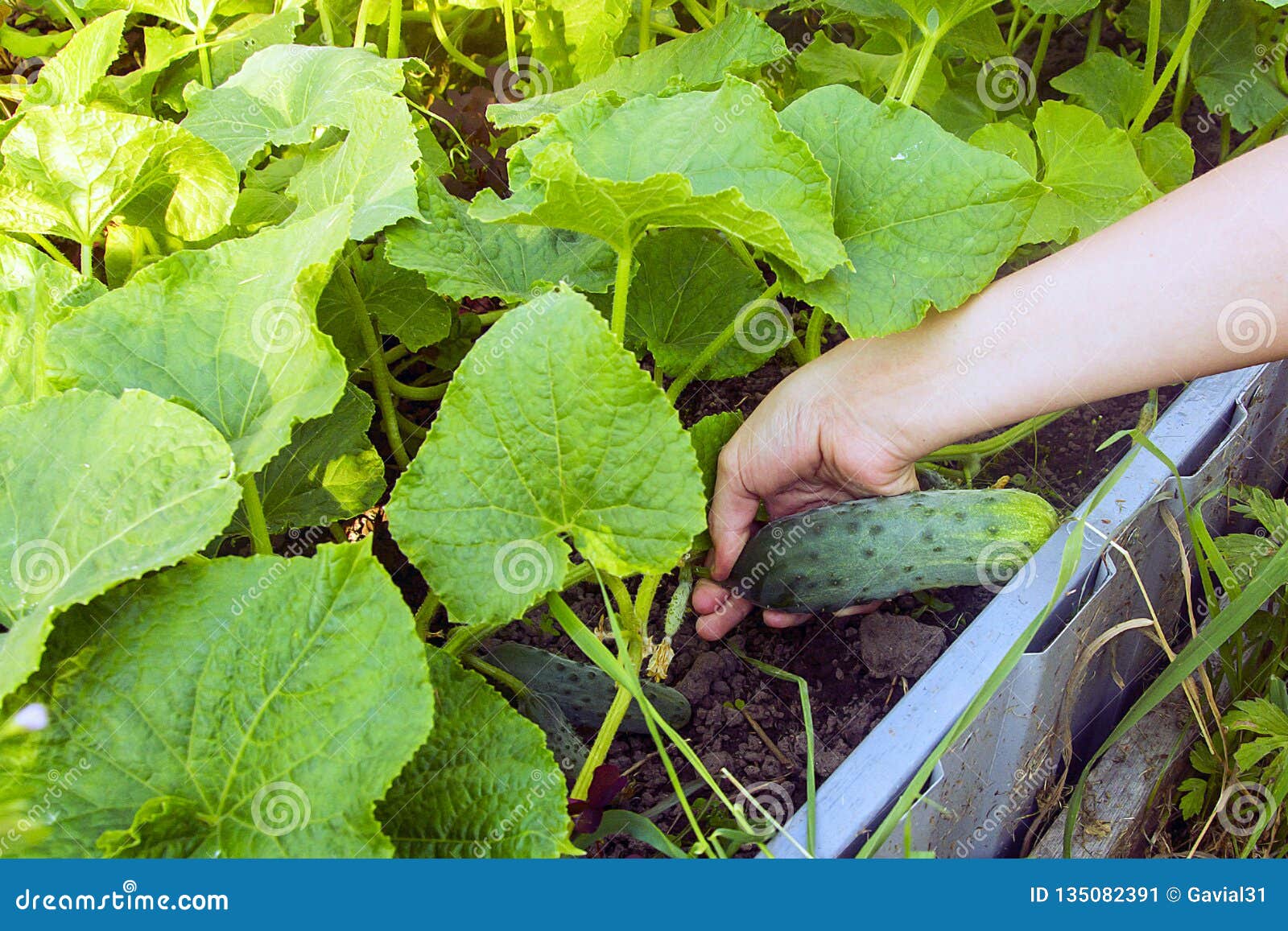 Harvesting of cucumbers stock image. Image of healthy - 135082391