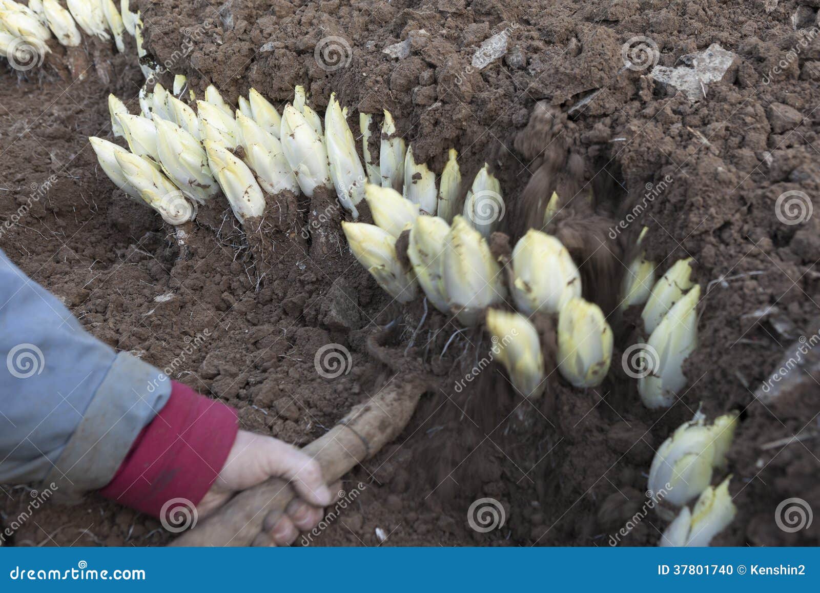 Harvesting Endives /Chicory Grown in Soil Stock Photo - Image of ...