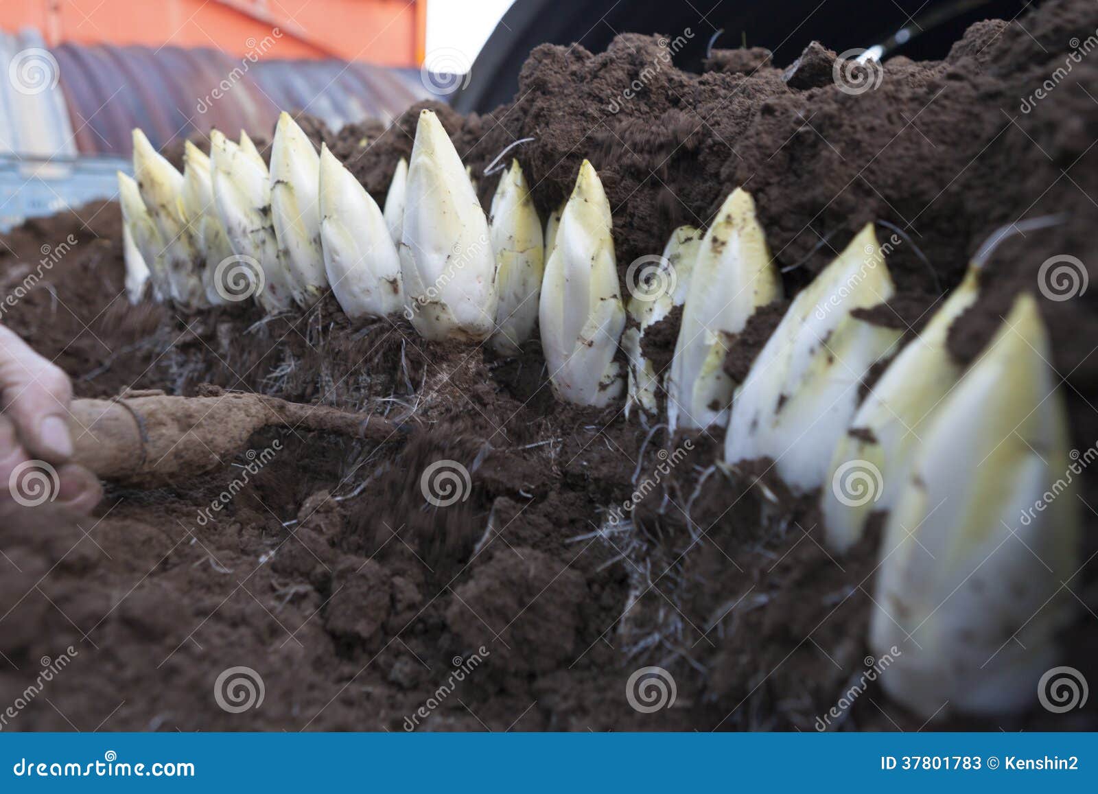 Harvesting Endives /Chicory Grown in Soil Stock Image - Image of ...