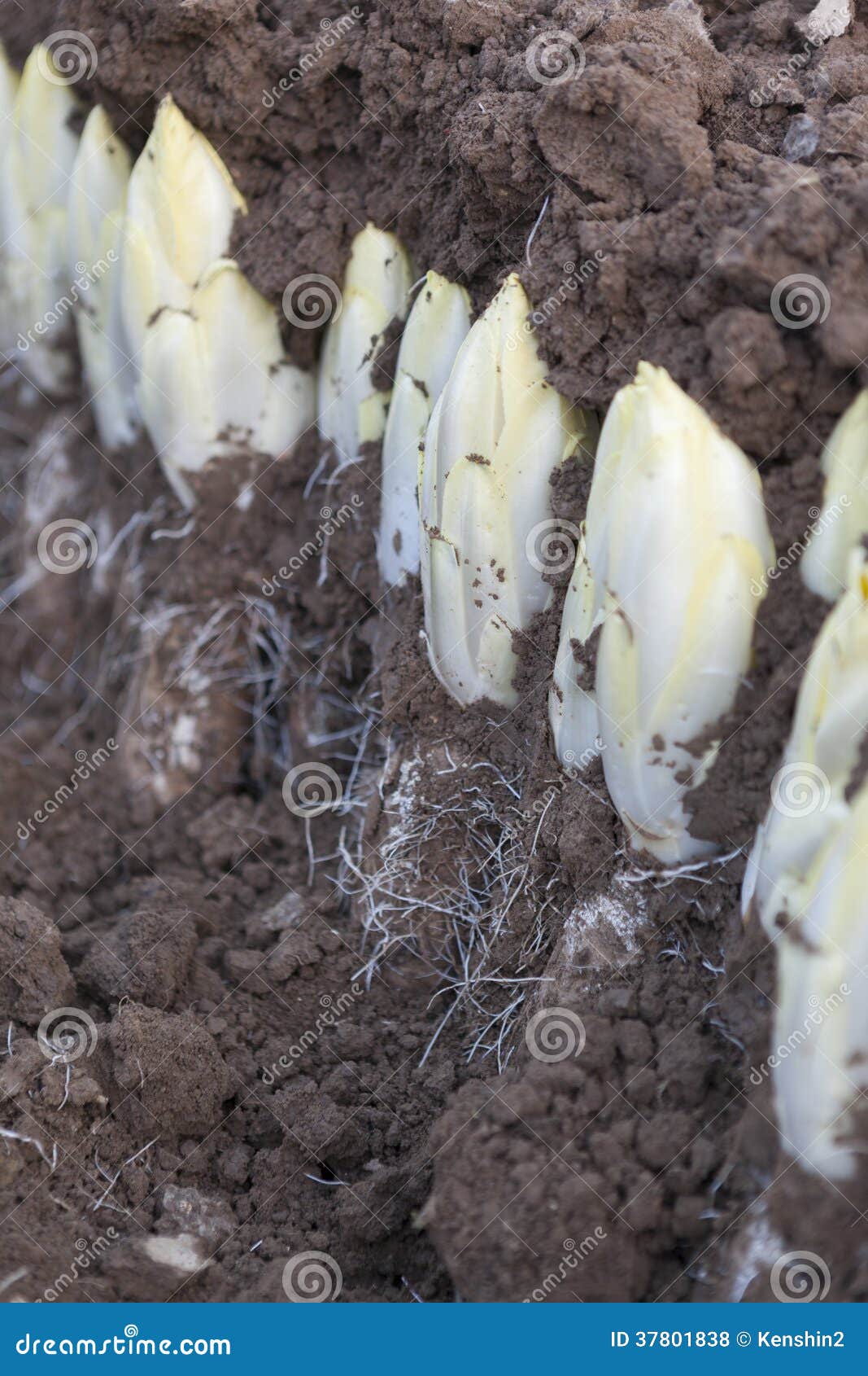 Harvesting Endives /Chicory Grown in Soil Stock Photo - Image of ...