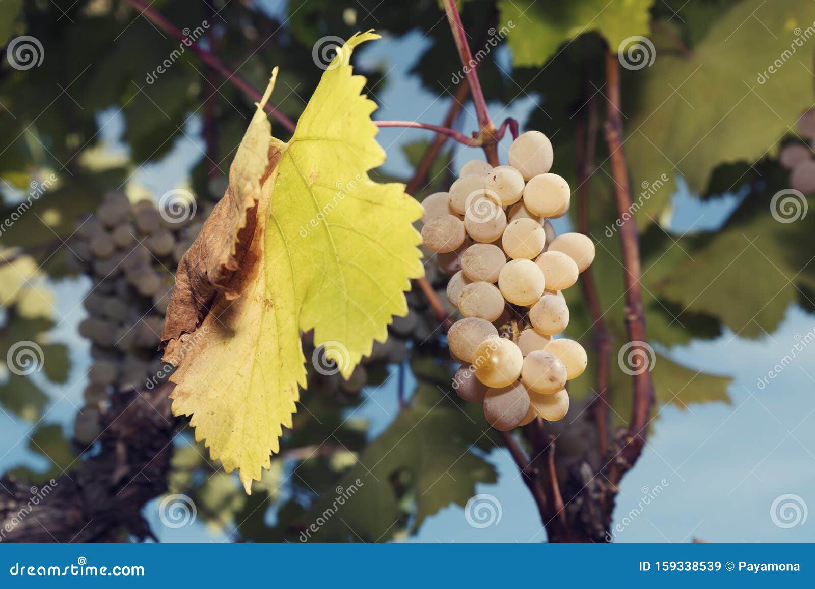 Harvesting in Fall. Amber Cluster on a Vine Stock Image - Image of ...
