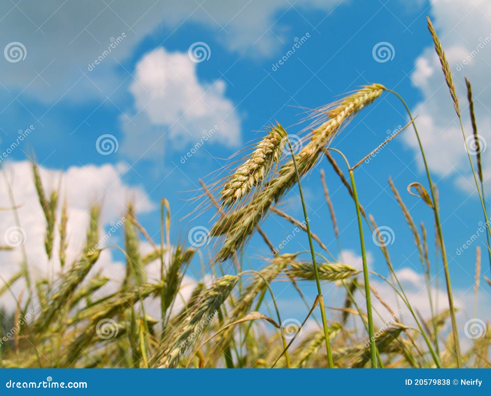Harvesting field of rye stock photo. Image of agriculture - 20579838