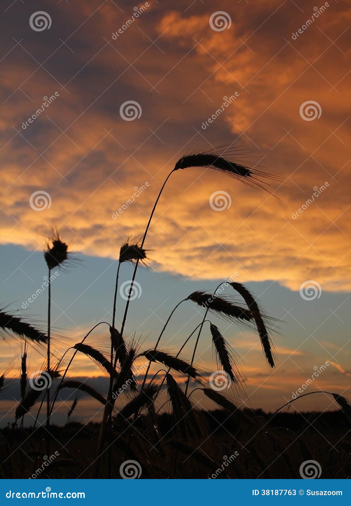 Harvesting Field at Sunset with Dramatic Clouds Stock Image - Image of ...