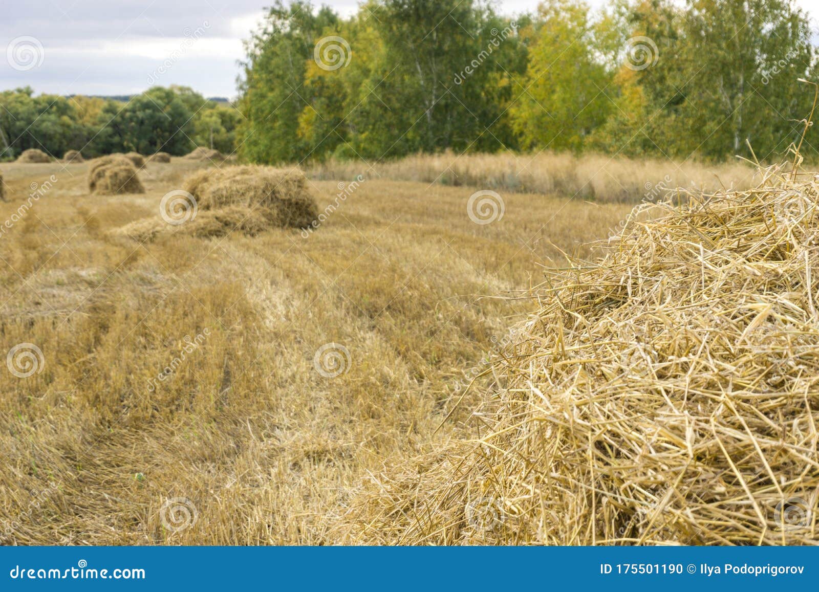 Harvesting in the Fields, Stacks of Straw Stock Photo - Image of field ...
