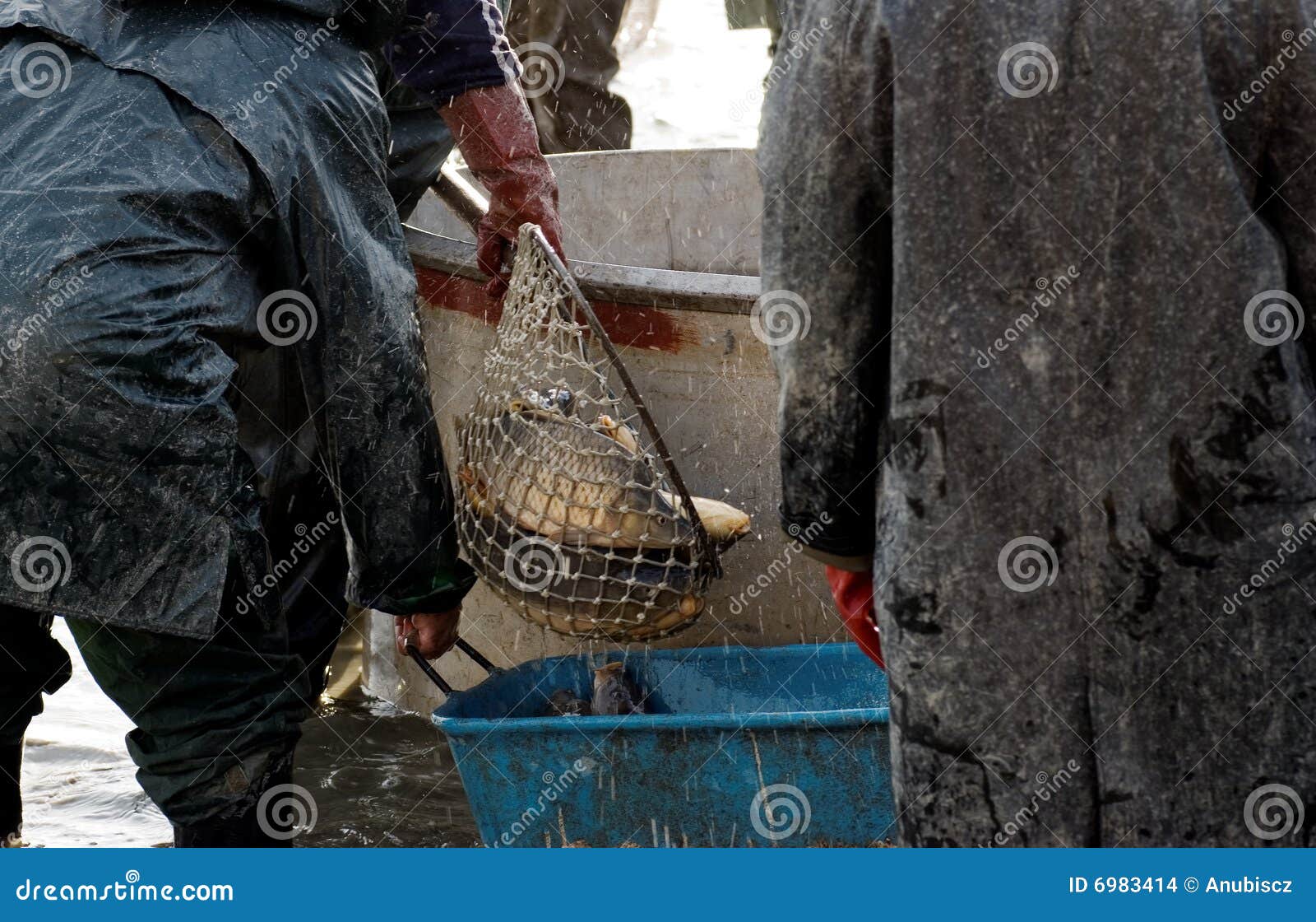 Harvesting of fish stock photo. Image of gills, back, fishing - 6983414