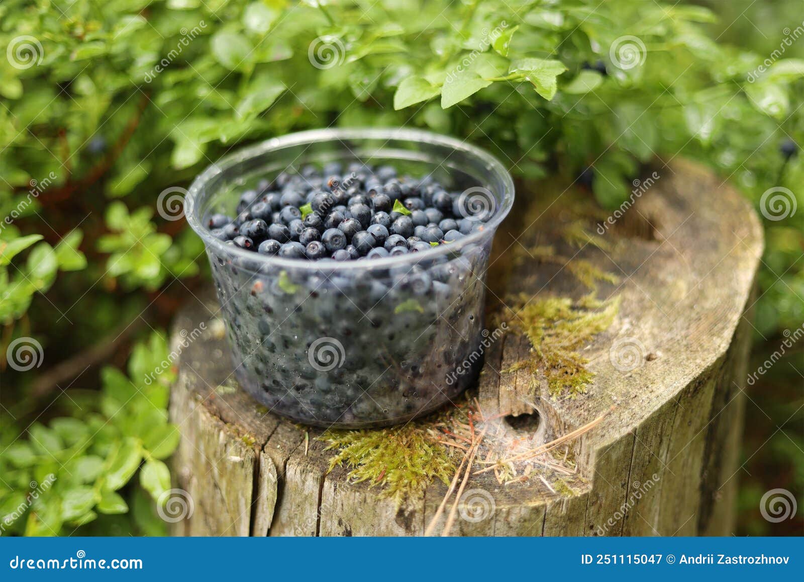 Harvesting Forest Blueberries, Wild Berries Stock Image - Image of ...
