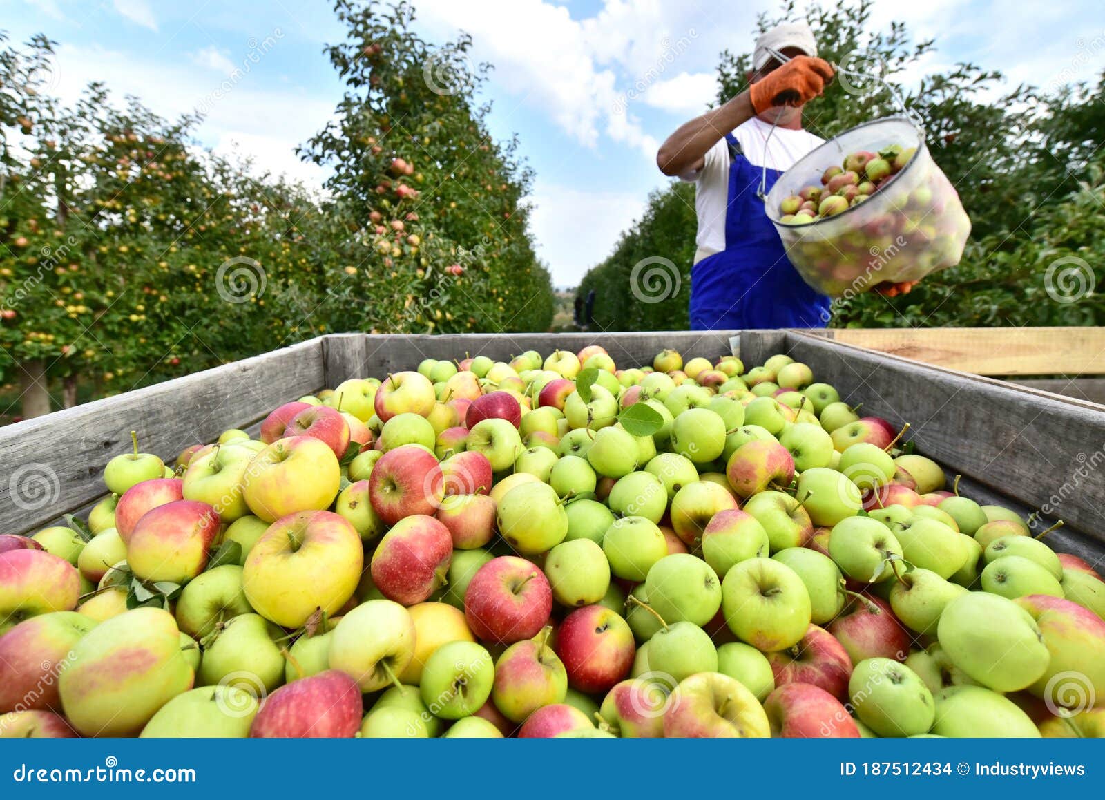 Harvesting Fresh Apples on a Plantation - Workers, Fruit Trees and ...