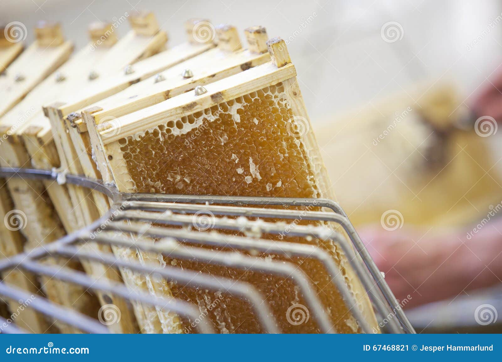 Harvesting Fresh Honey from the Bee Hive Stock Image - Image of fresh ...