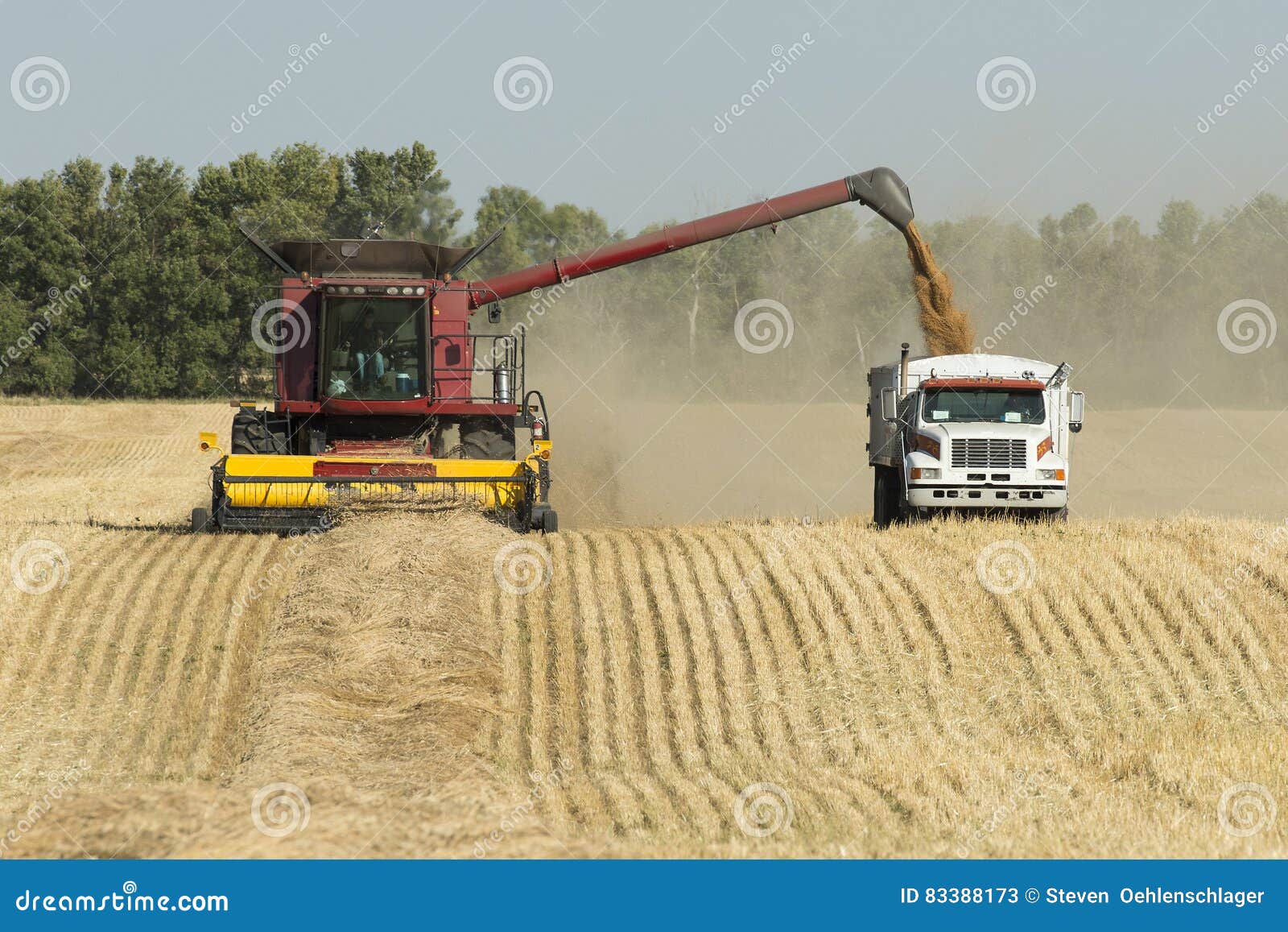 Harvesting A Grain Crop In A Biphasic Manner. Grain Harvesters Pick Up ...