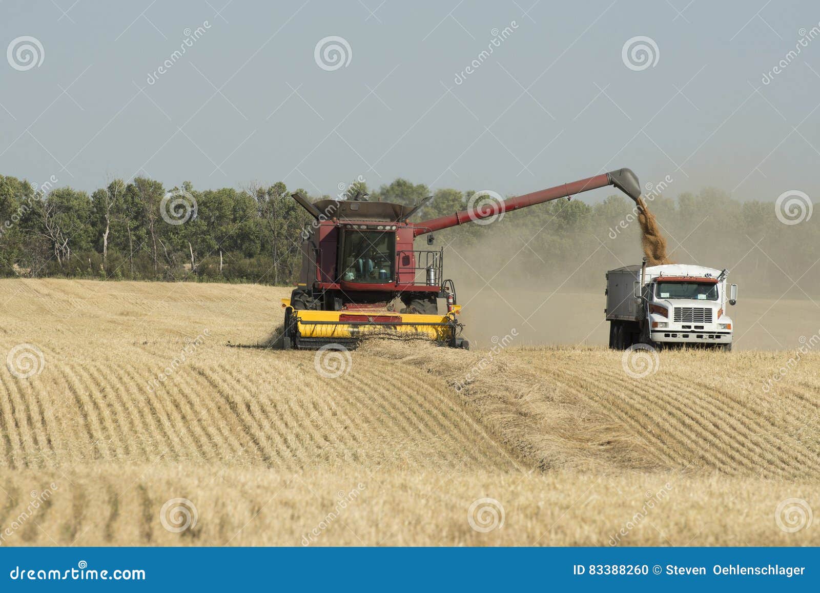 Harvesting A Grain Crop In A Biphasic Manner. Grain Harvesters Pick Up ...
