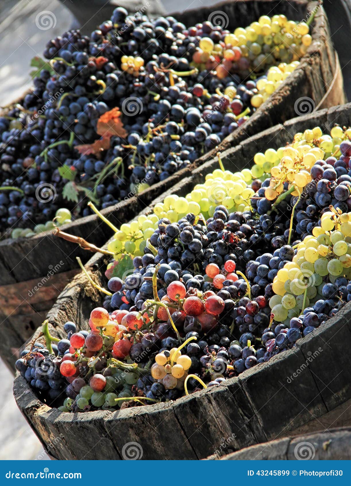 Harvesting grape stock image. Image of nature, agriculture - 43245899