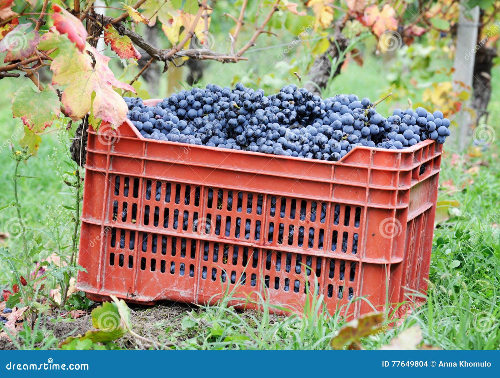 Harvesting grape stock photo. Image of harvest, agriculture - 77649804