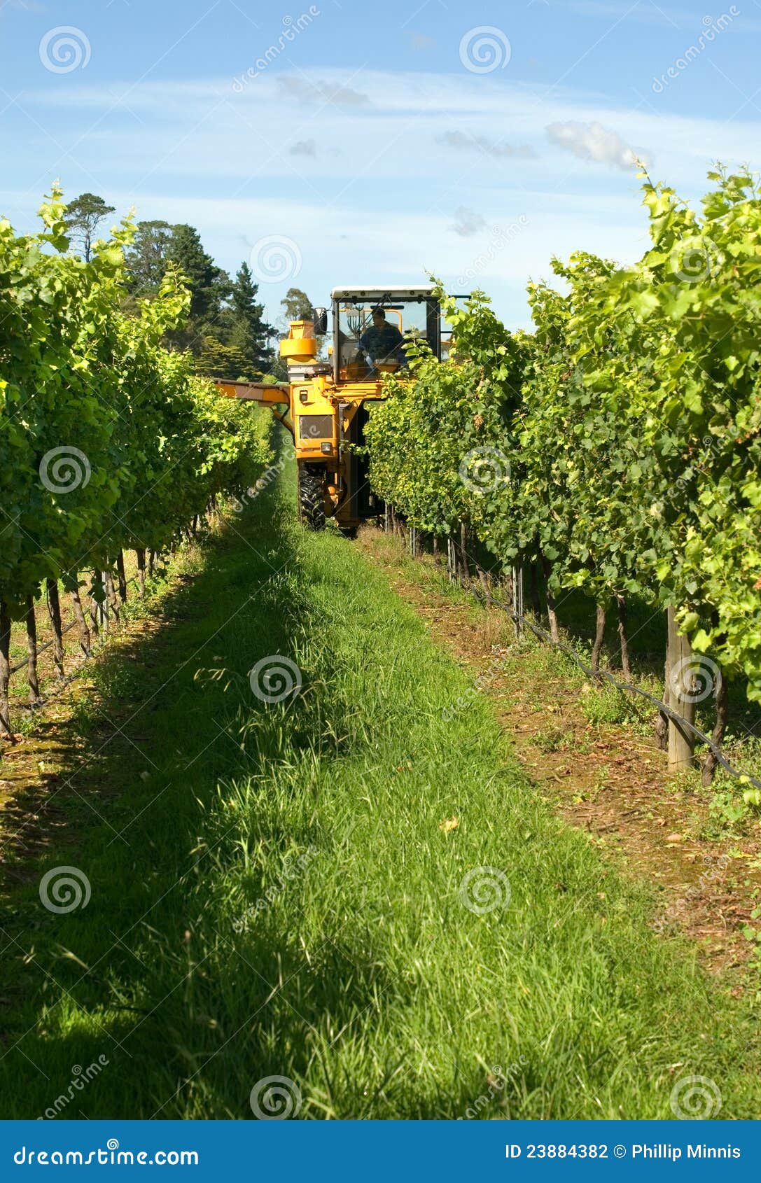 Harvesting Grapes stock photo. Image of mechanical, forest - 23884382