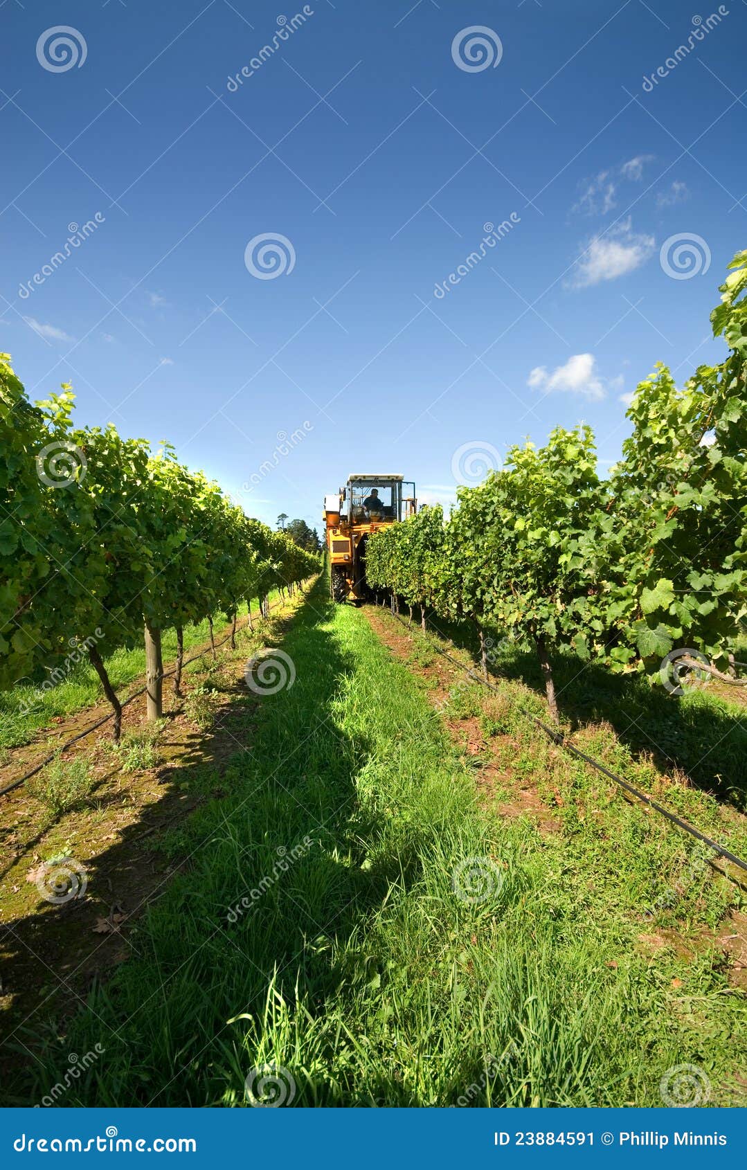 Harvesting Grapes stock image. Image of crop, nature - 23884591