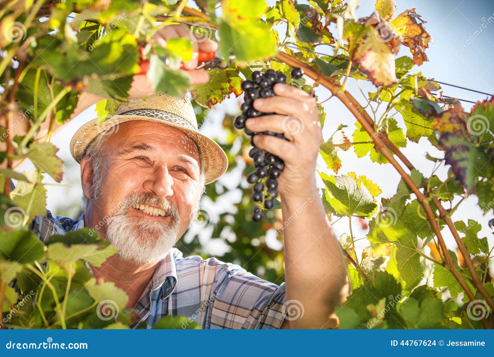 Harvesting Grapes in the Vineyard Stock Photo - Image of harvester ...