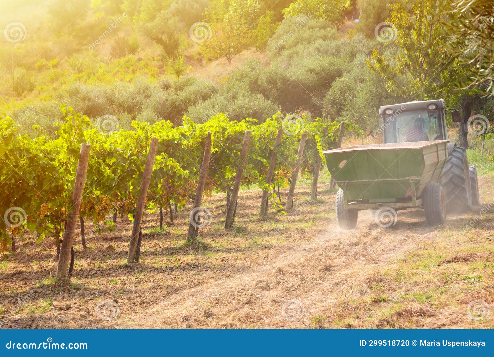 Harvesting Grapes in Vineyard with Tractor Stock Photo - Image of ...