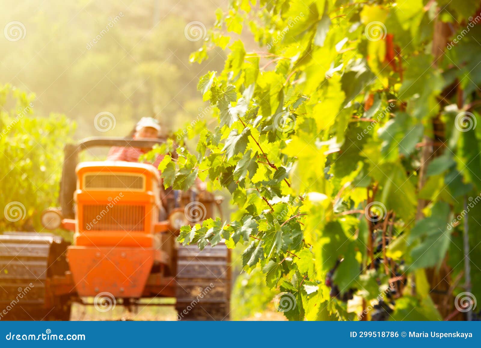 Harvesting Grapes in Vineyard with Tractor Stock Photo - Image of plant ...