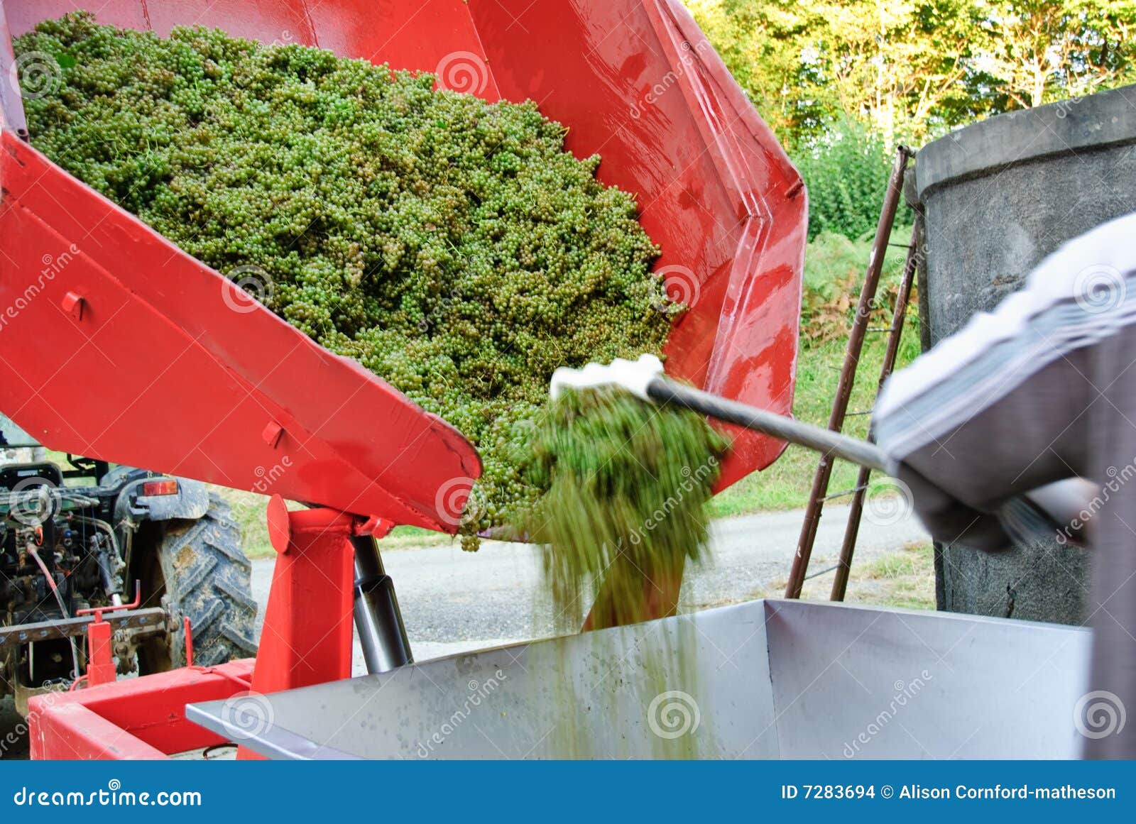 Harvesting Grapes for Wine stock photo. Image of farm - 7283694