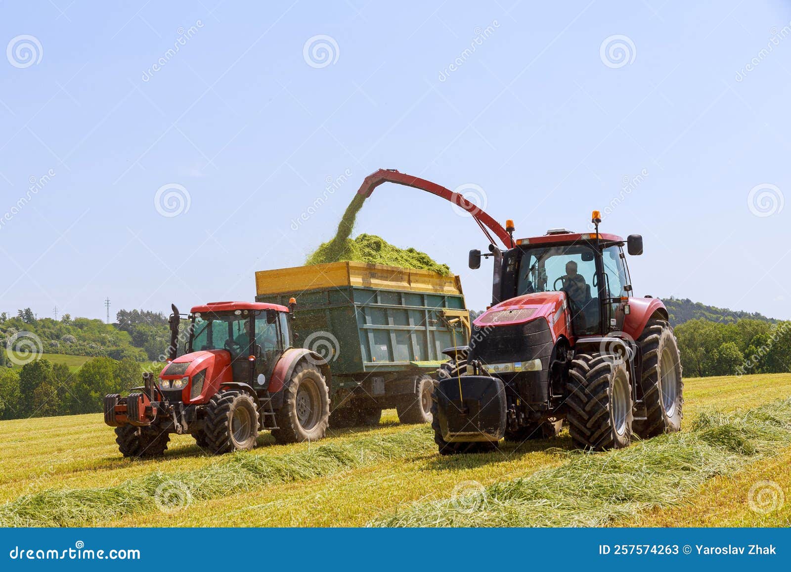 Harvesting Grass from the Field on a Tractor Trailer. Preparation of ...