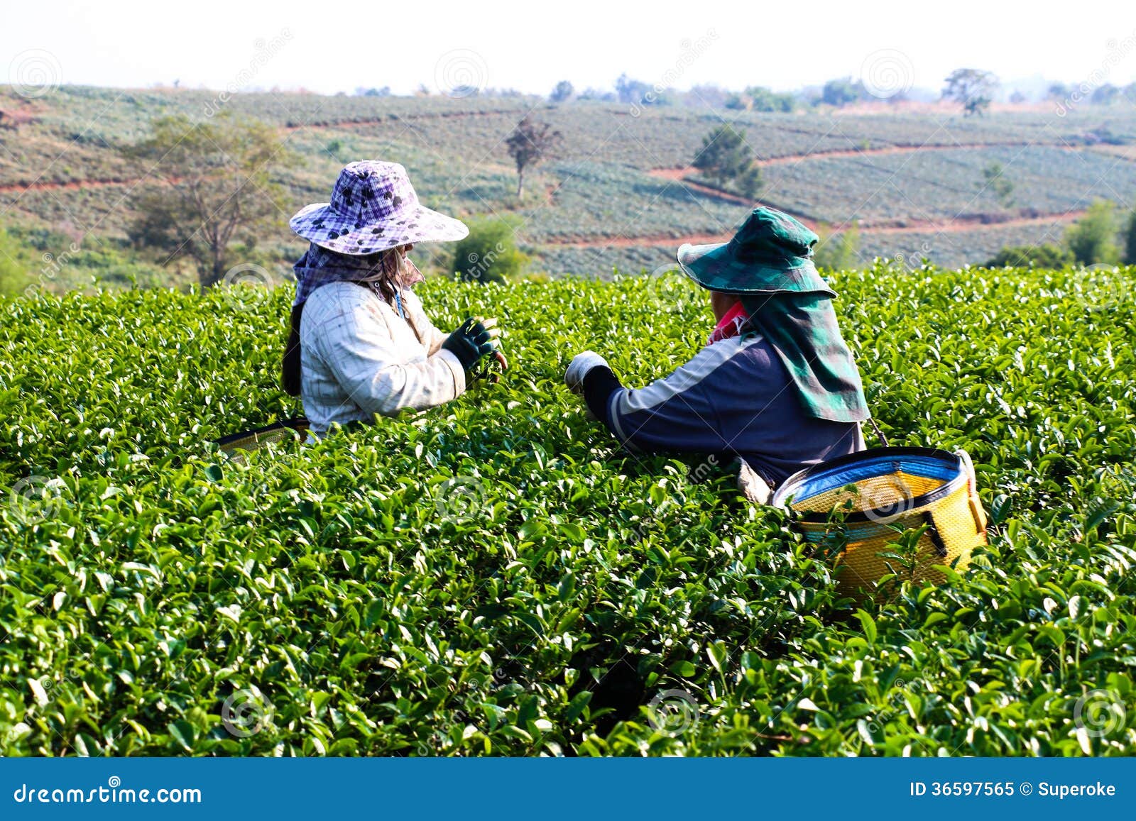 Harvesting green tea editorial image. Image of northern - 36597565