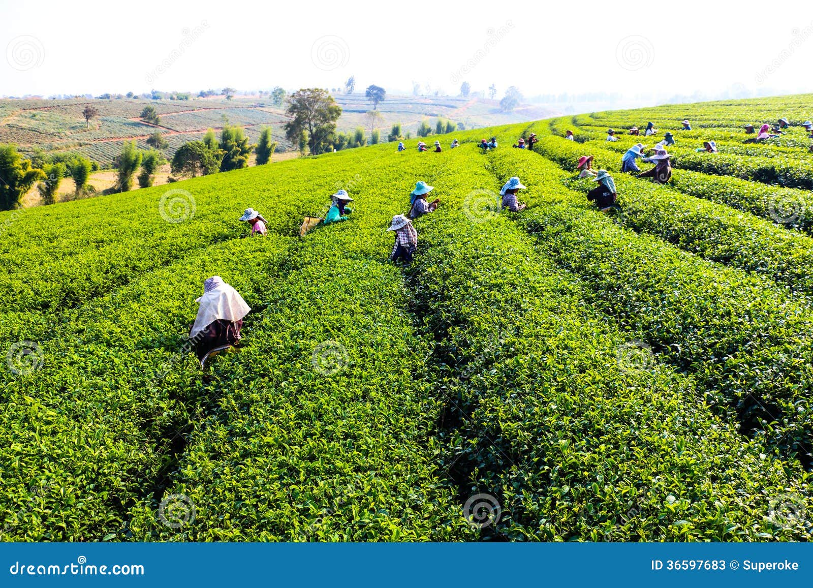 Harvesting green tea stock image. Image of green, harvest - 36597683