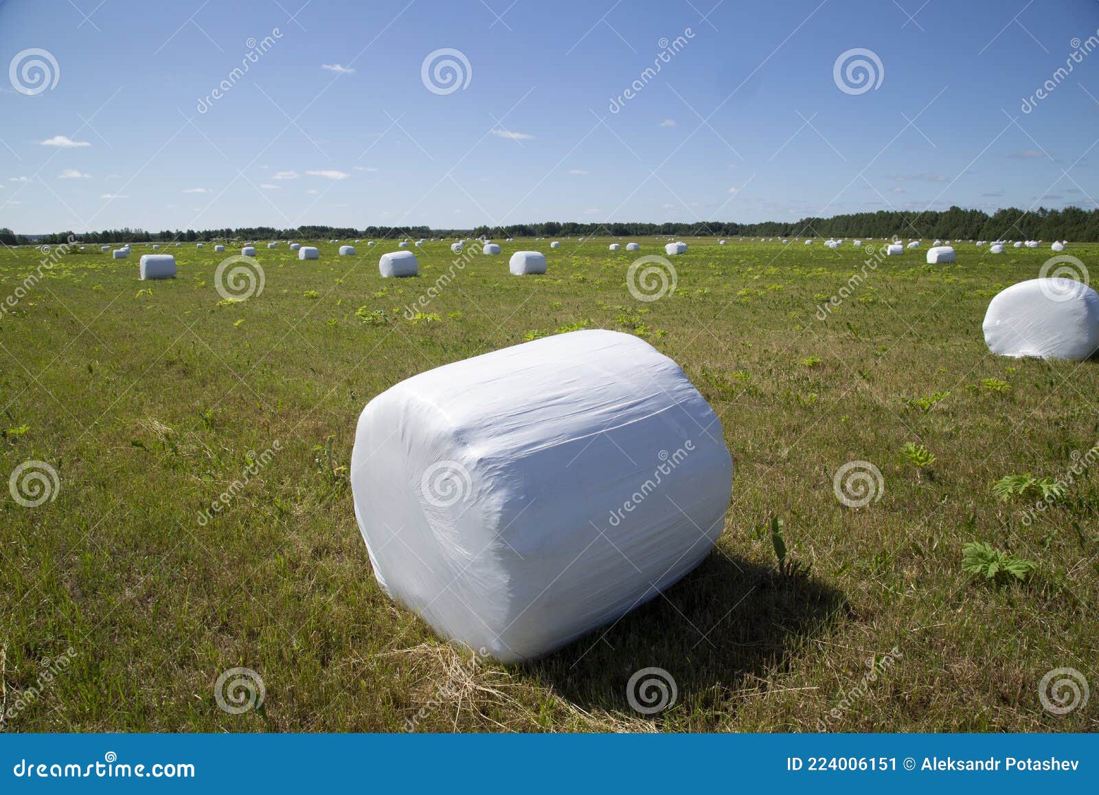 Harvesting Hay for Cattle.Rollers with Hay on the Field Stock Image ...