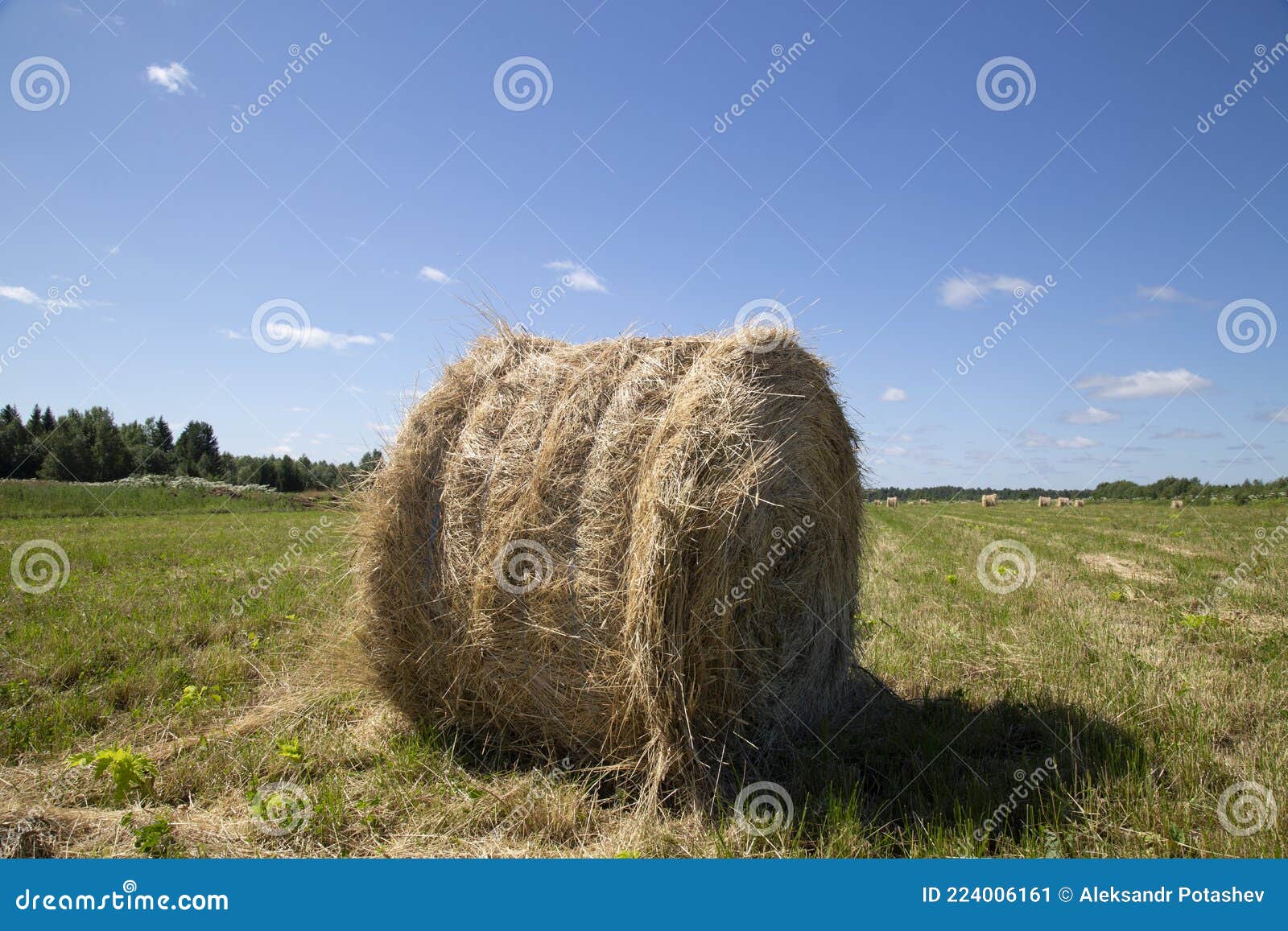 Harvesting Hay for Cattle.Rollers with Hay on the Field Stock Image ...