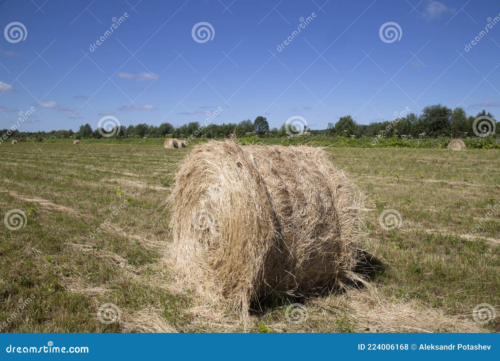 Harvesting Hay for Cattle.Rollers with Hay on the Field Stock Photo ...