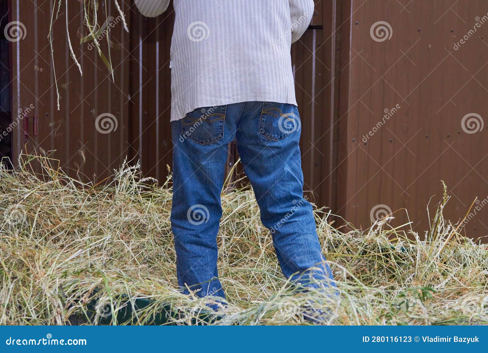 Harvesting Hay,a Man Stands on a Trailer with Hay, Loading Hay on a ...