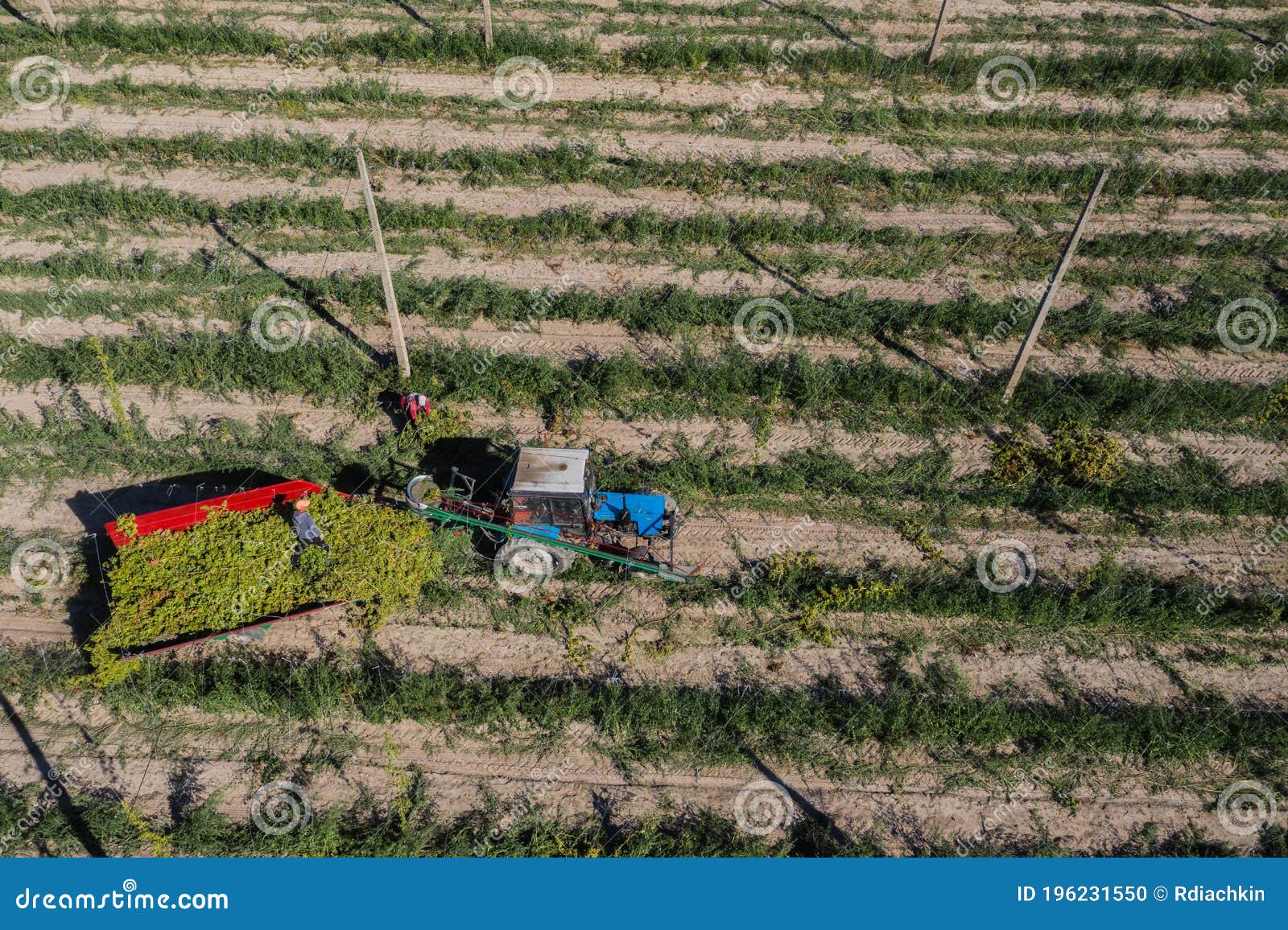 Harvesting Hops in the Field Aerial Top View. Stock Photo - Image of ...