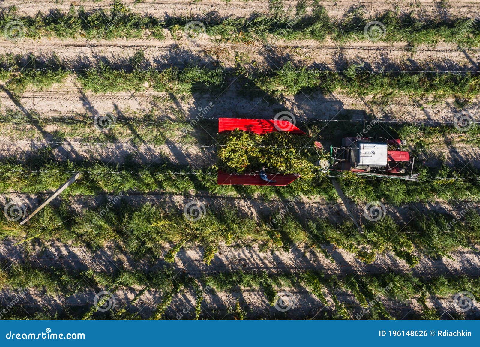 Harvesting Hops in the Field with a Tractor Aerial Top View. Stock ...