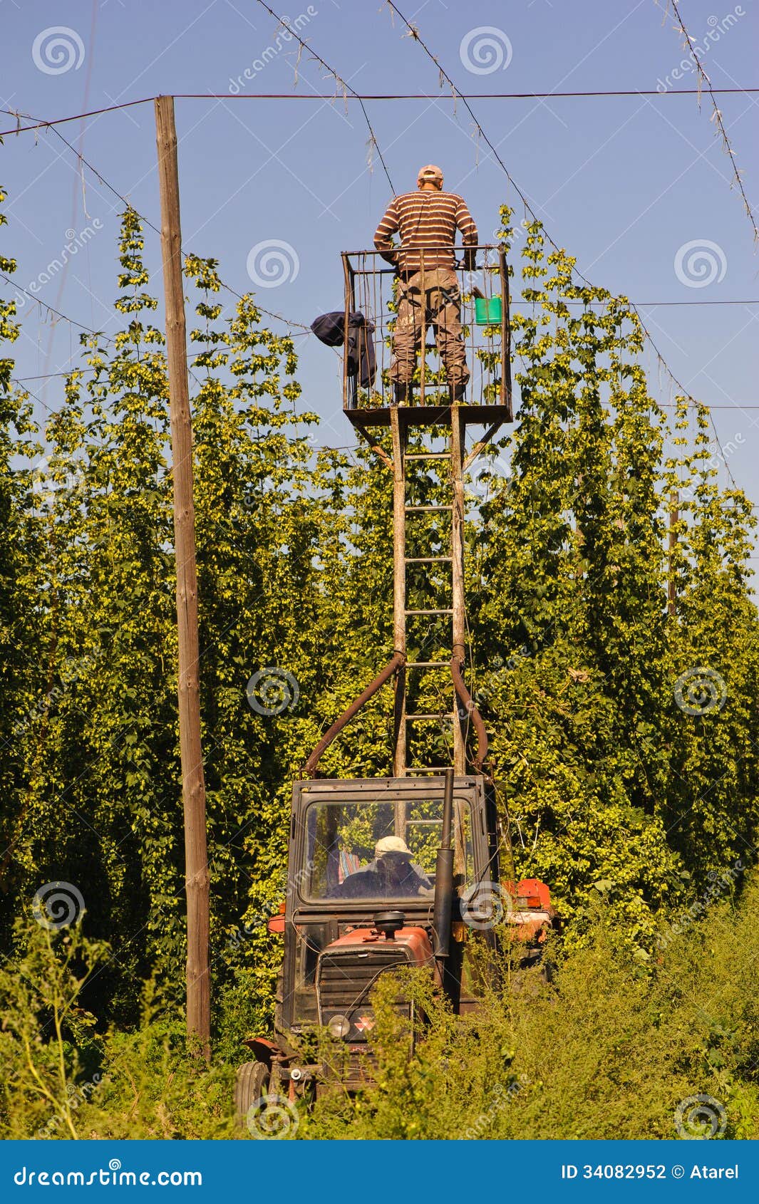 HARVESTING HOPS editorial photography. Image of harvesting - 34082952